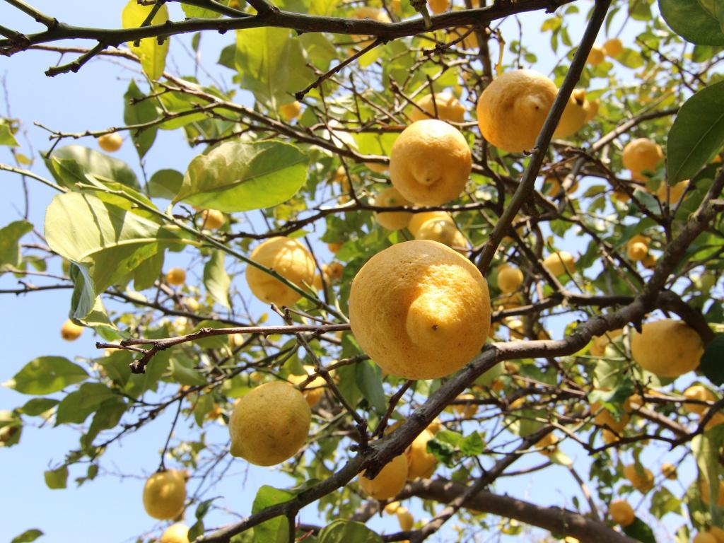 I limoni