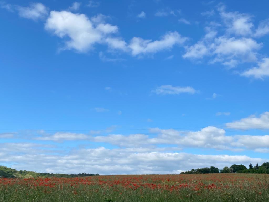 Contumacia e assenza CPP della RFT | Filodiritto