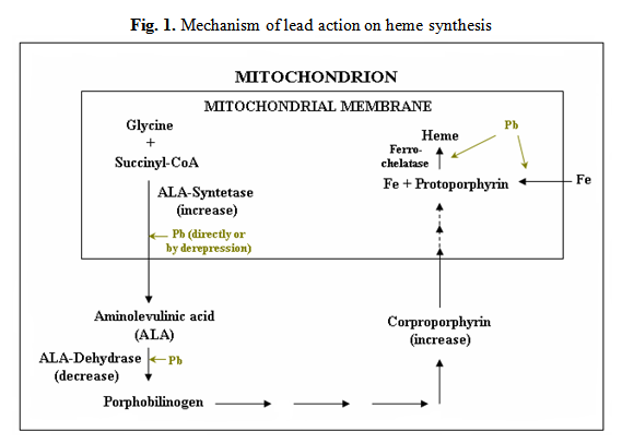 Mechanisms of Lead Toxicity: Case Reports of Occupational Lead Poisoning